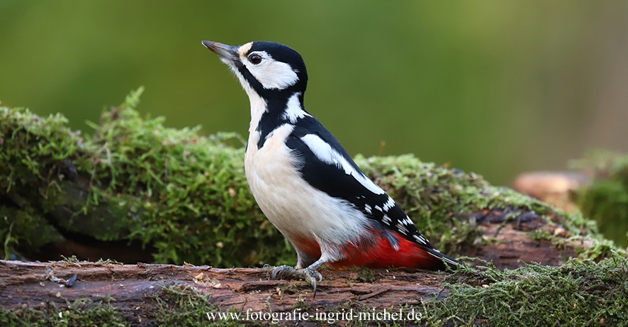 Fotografie Ingrid Michel - Vogelporträt: Buntspecht (Picoides major)
