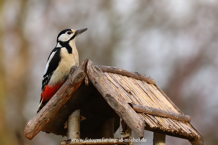 Fotografie Ingrid Michel - Vogelporträt: Buntspecht (Picoides major)