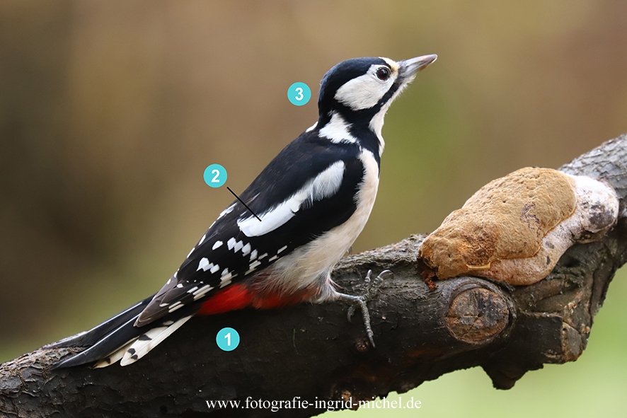 Fotografie Ingrid Michel - Vogelporträt: Buntspecht (Picoides major)