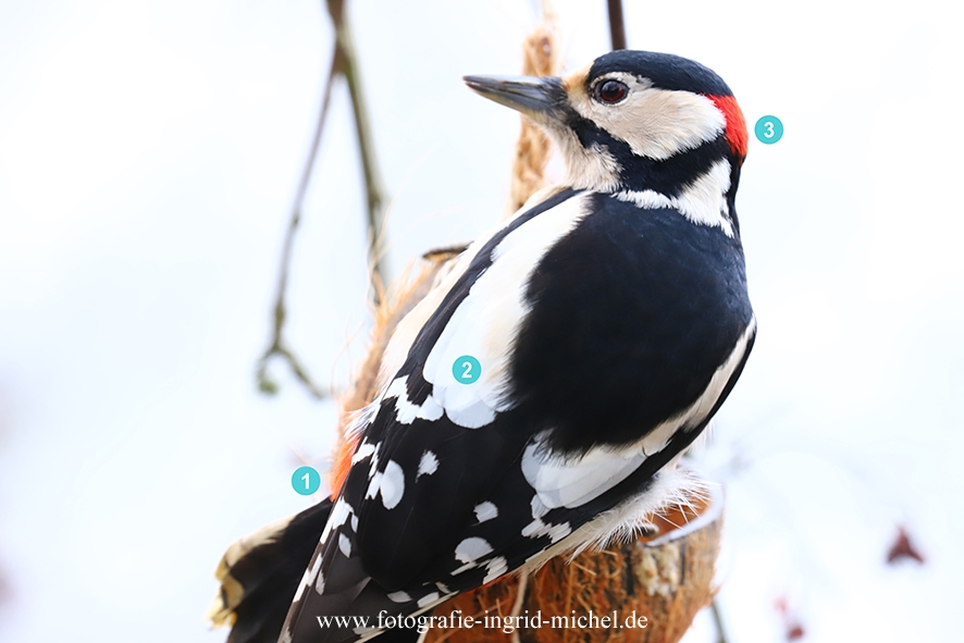 Fotografie Ingrid Michel - Vogelporträt: Buntspecht (Picoides major)