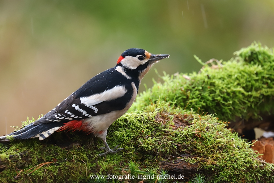 Fotografie Ingrid Michel - Vogelporträt: Buntspecht (Picoides major)