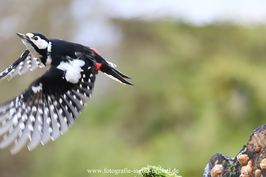 Fotografie Ingrid Michel - Vogelporträt: Buntspecht (Picoides major)