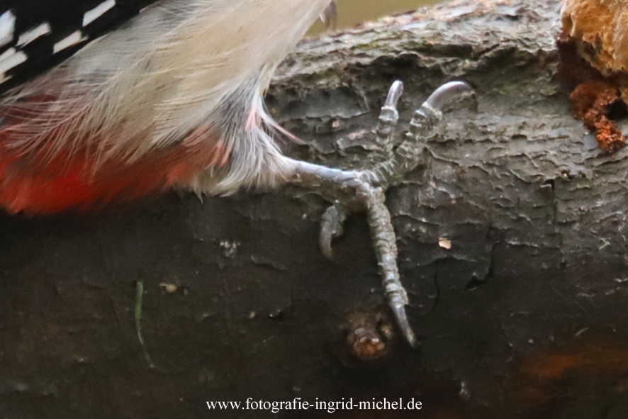 Fotografie Ingrid Michel - Vogelporträt: Buntspecht (Picoides major)