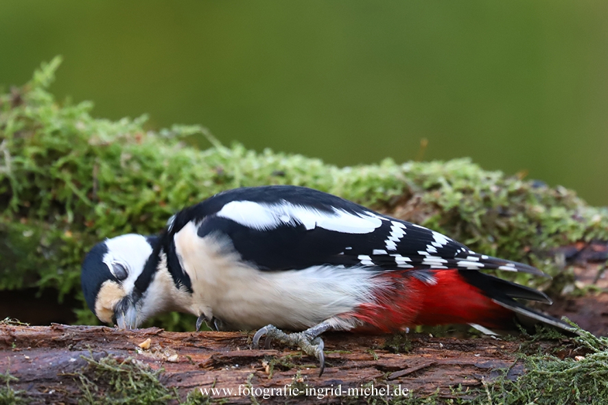 Fotografie Ingrid Michel - Vogelporträt: Buntspecht (Picoides major)