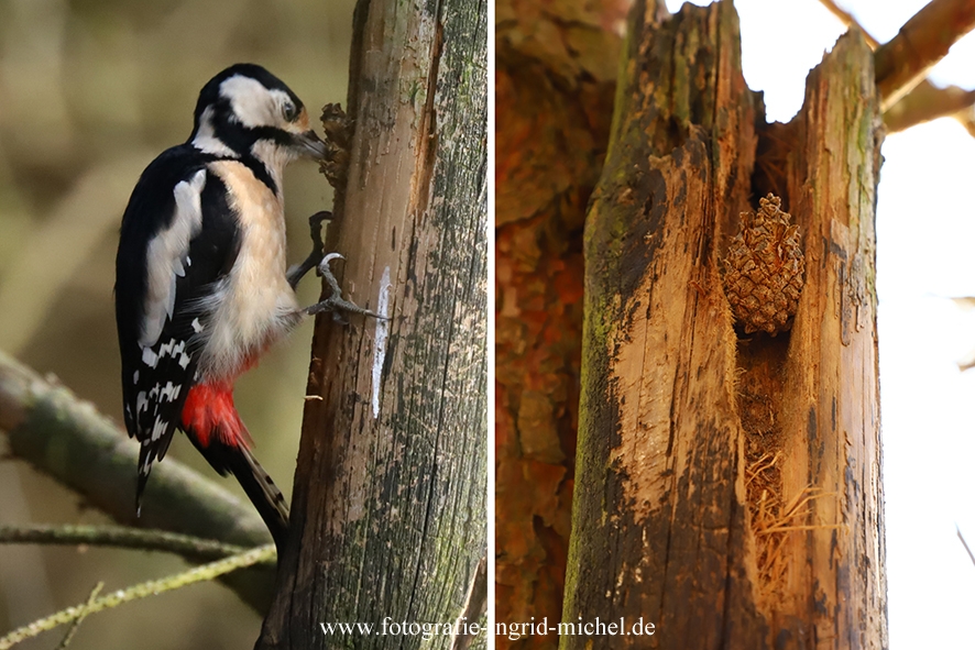 Fotografie Ingrid Michel - Vogelporträt: Buntspecht (Picoides major)