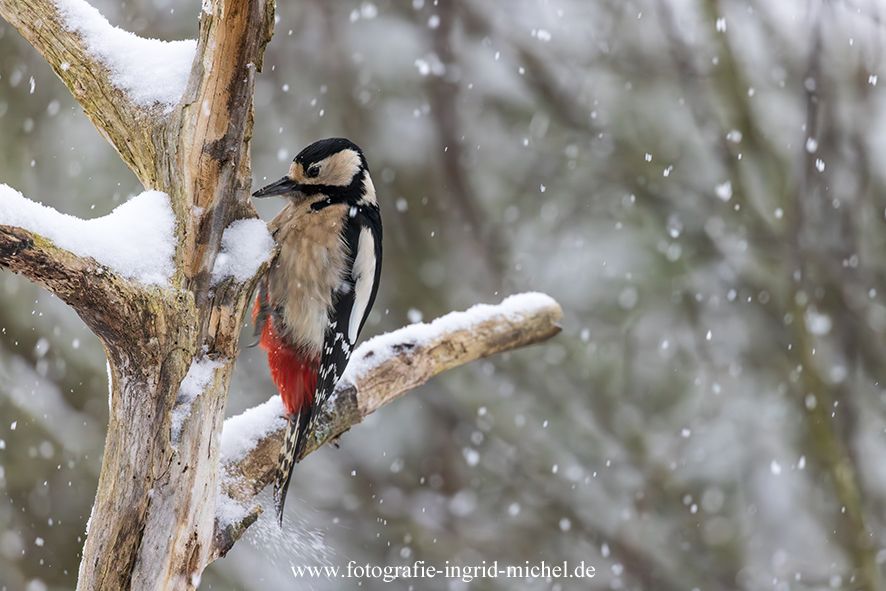 Fotografie Ingrid Michel - Vogelporträt: Buntspecht (Picoides major)