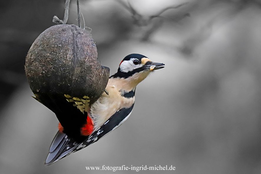Fotografie Ingrid Michel - Vogelporträt: Buntspecht (Picoides major)