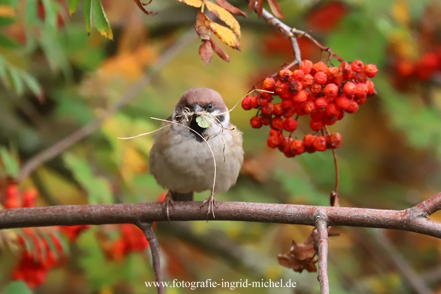 Fotografie Ingrid Michel - Vogelporträt: Feldsperling (Passer montanus)