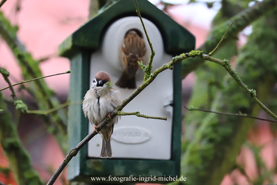 Fotografie Ingrid Michel - Vogelporträt: Feldsperling (Passer montanus)