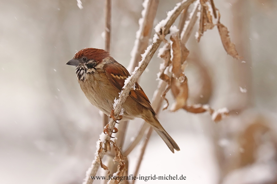 Fotografie Ingrid Michel - Vogelporträt: Feldsperling (Passer montanus)