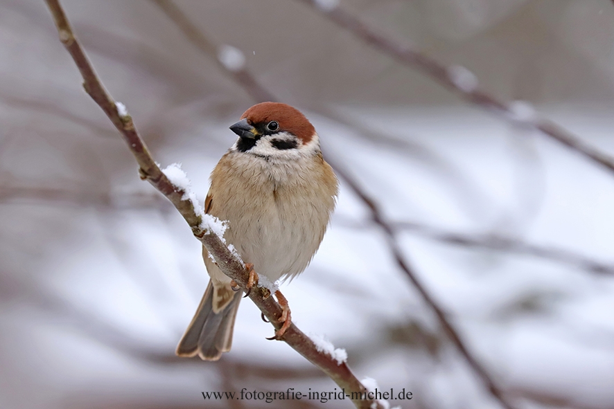 Fotografie Ingrid Michel - Vogelporträt: Feldsperling (Passer montanus)