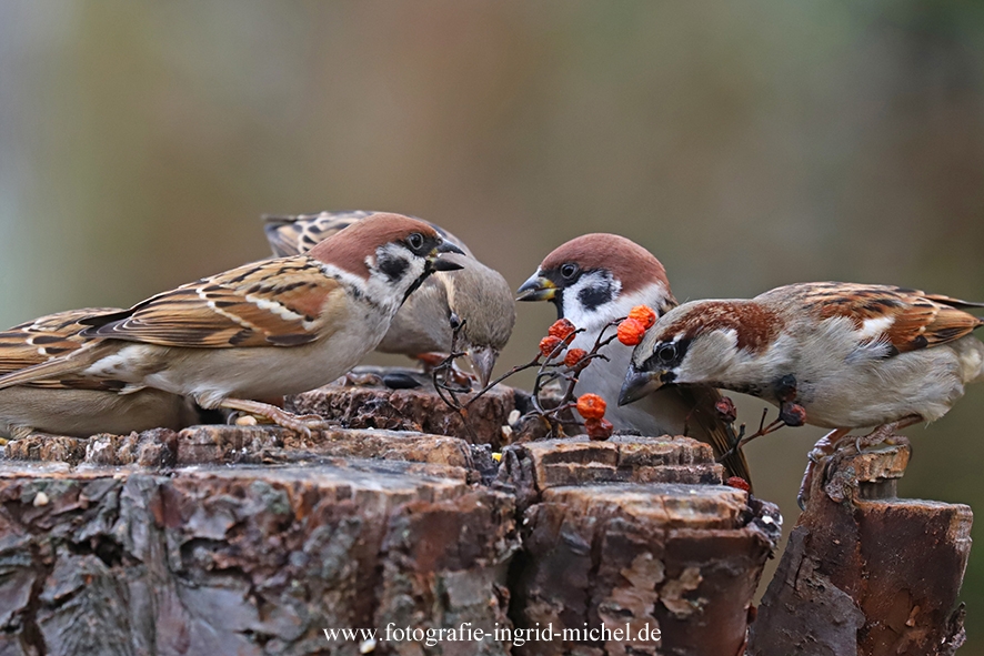 Fotografie Ingrid Michel - Vogelporträt: Feldsperling (Passer montanus)