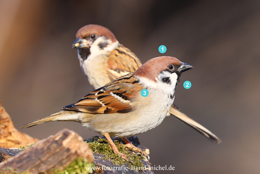 Fotografie Ingrid Michel - Vogelporträt: Feldsperling (Passer montanus)