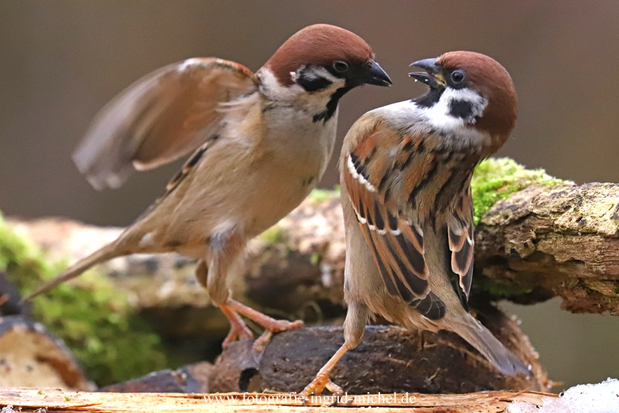 Fotografie Ingrid Michel - Vogelporträt: Feldsperling (Passer montanus)