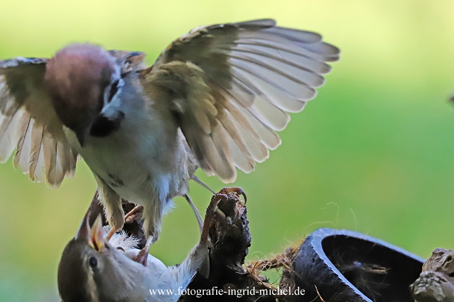 Fotografie Ingrid Michel - Vogelporträt: Feldsperling (Passer montanus)