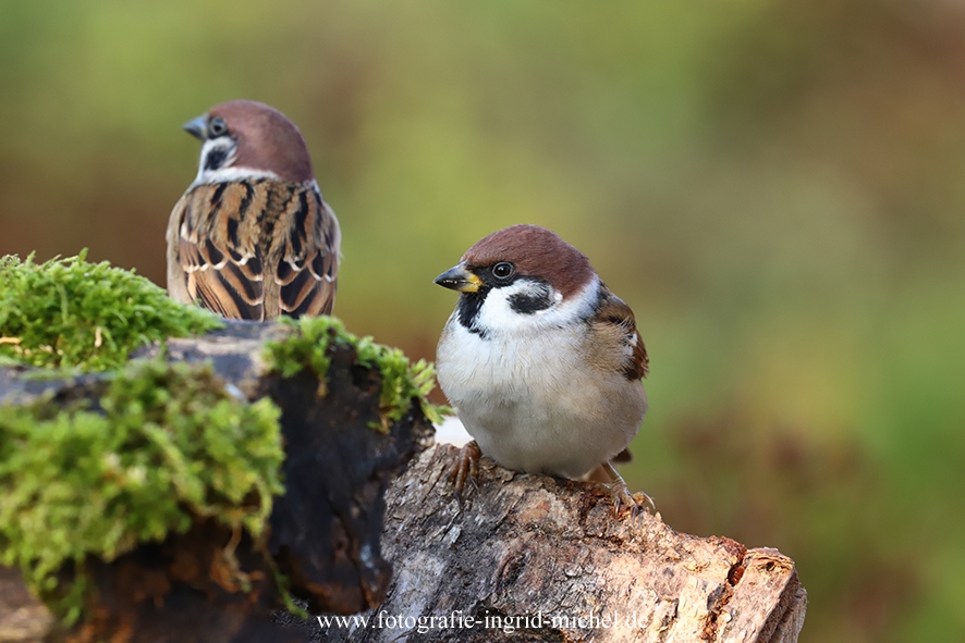 Fotografie Ingrid Michel - Vogelporträt: Feldsperling (Passer montanus)