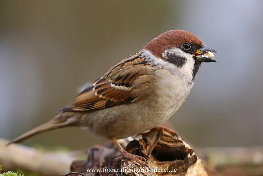 Fotografie Ingrid Michel - Vogelporträt: Feldsperling (Passer montanus)