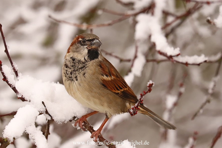 Fotografie Ingrid Michel - Vogelporträt: Haussperling (Passer domesticus)