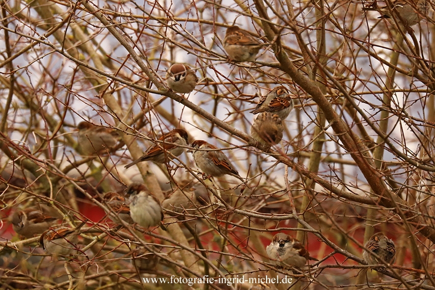 Fotografie Ingrid Michel - Vogelporträt: Haussperling (Passer domesticus)