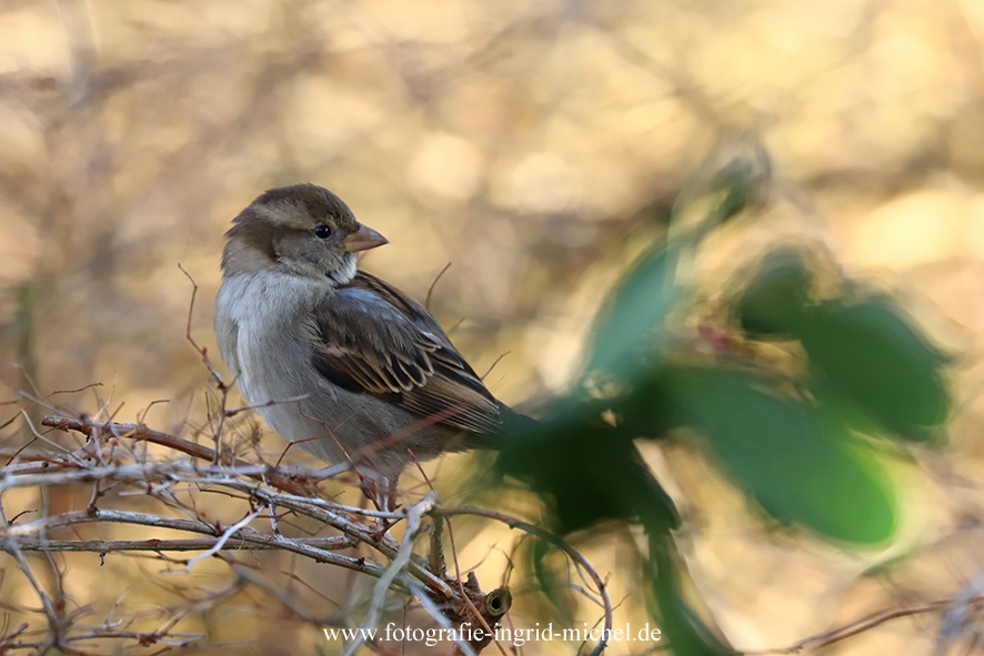 Fotografie Ingrid Michel - Vogelporträt: Haussperling (Passer domesticus)