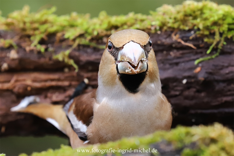 Fotografie Ingrid Michel - Vogelporträt: Kernbeißer (Coccothrausthes ...