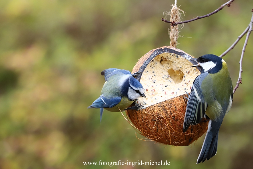 Feinde Der Blaumeise
