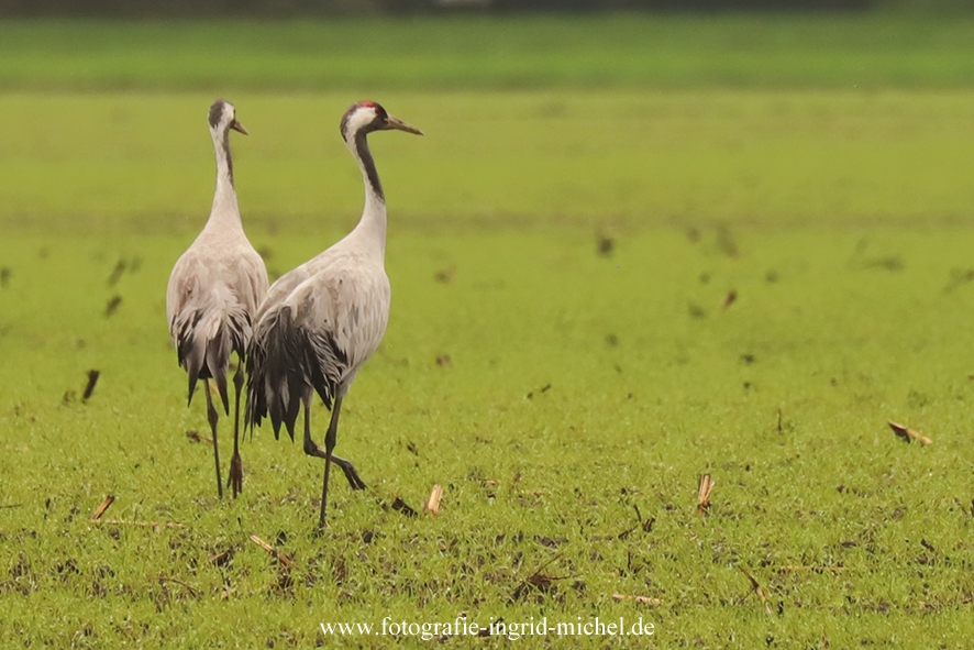 Fotografie Ingrid Michel - Vogelporträt: Kranich (Grus grus)