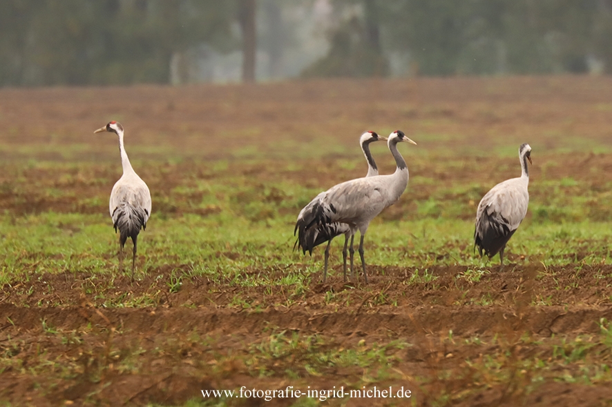 Fotografie Ingrid Michel - Vogelporträt: Kranich (Grus grus)