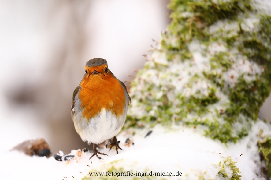Fotografie Ingrid Michel - Vogelporträt: Rotkehlchen (Erithacus rubecula)