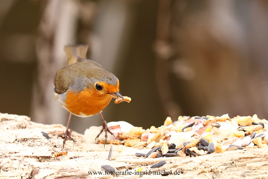 Fotografie Ingrid Michel - Vogelporträt: Rotkehlchen (Erithacus rubecula)