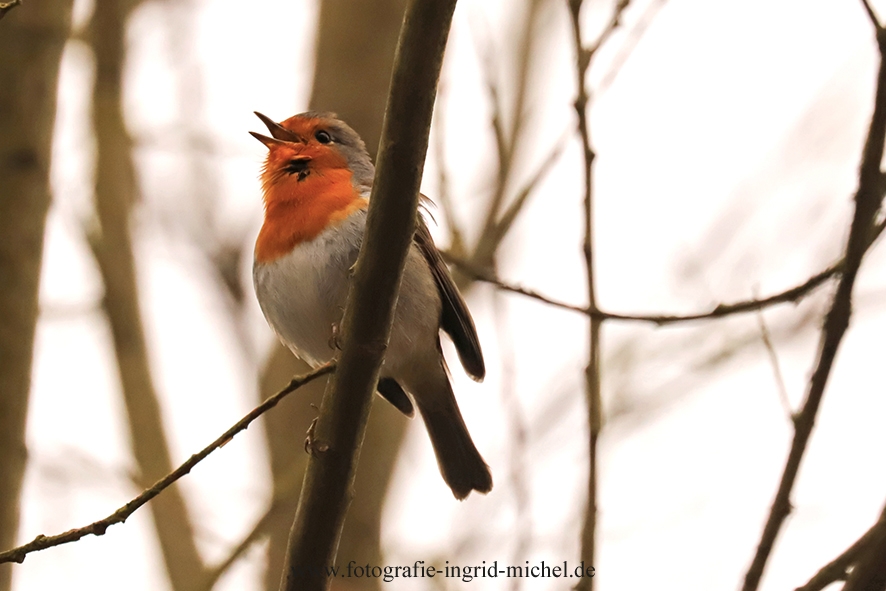 Fotografie Ingrid Michel - Vogelporträt: Rotkehlchen (Erithacus rubecula)