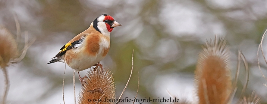 Fotografie Ingrid Michel - Vogelporträt: Stieglitz/Distelfink ...