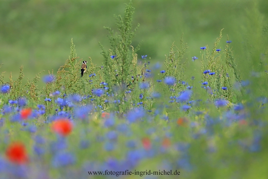Fotografie Ingrid Michel - Vogelporträt: Stieglitz/Distelfink ...