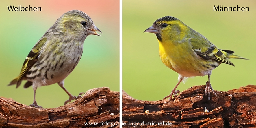 Fotografie Ingrid Michel - Vogelporträt: Stieglitz/Distelfink ...