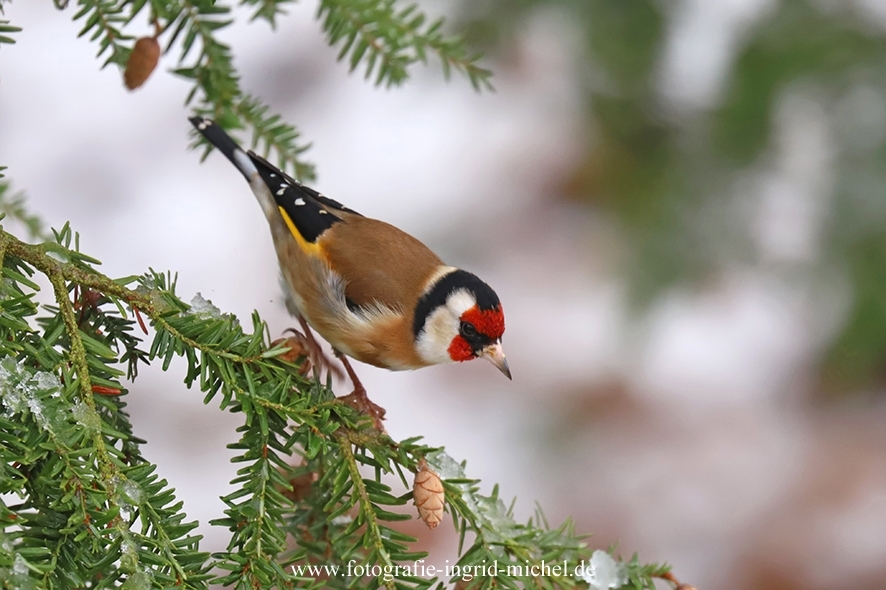 Fotografie Ingrid Michel - Vogelporträt: Stieglitz/Distelfink ...