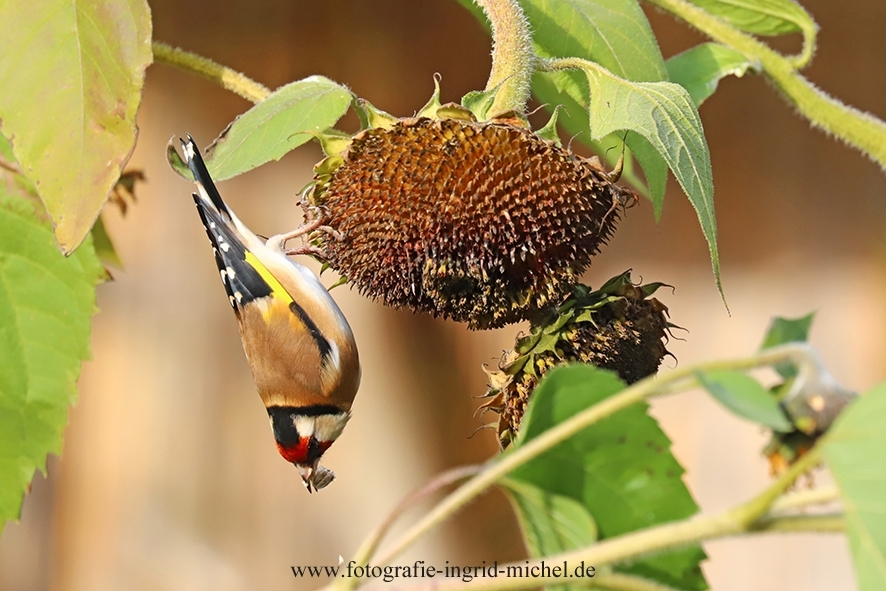 Fotografie Ingrid Michel - Vogelporträt: Stieglitz/Distelfink ...