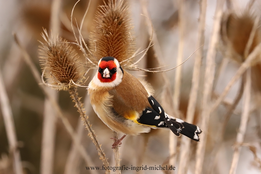 Fotografie Ingrid Michel - Vogelporträt: Stieglitz/Distelfink ...